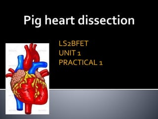 Fetal Pig Heart Diagram Labeled