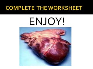 Pig Heart Dissection Worksheet