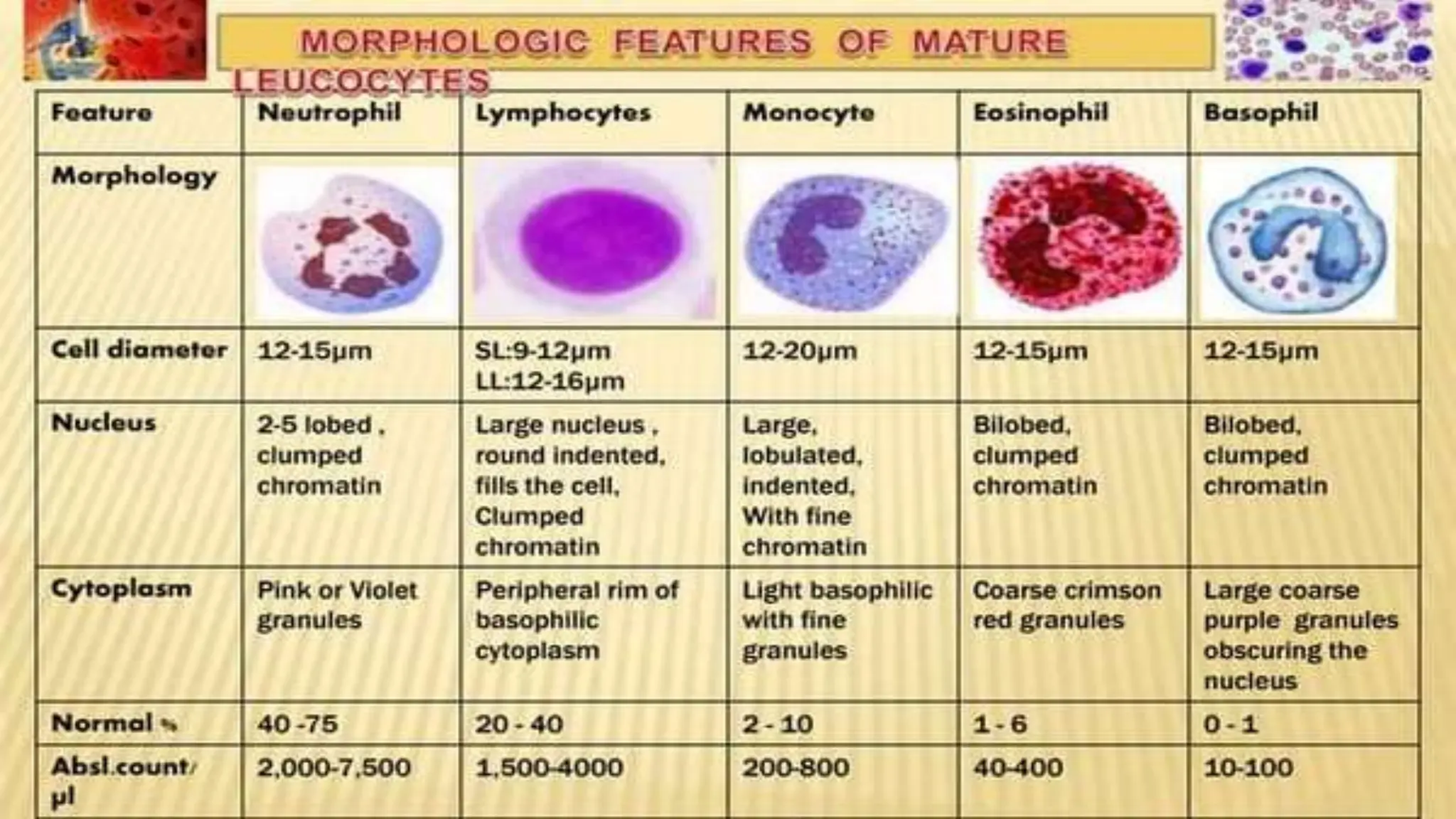 Practical 1 To Determine Differential Leukocytes Count DLC.pptx