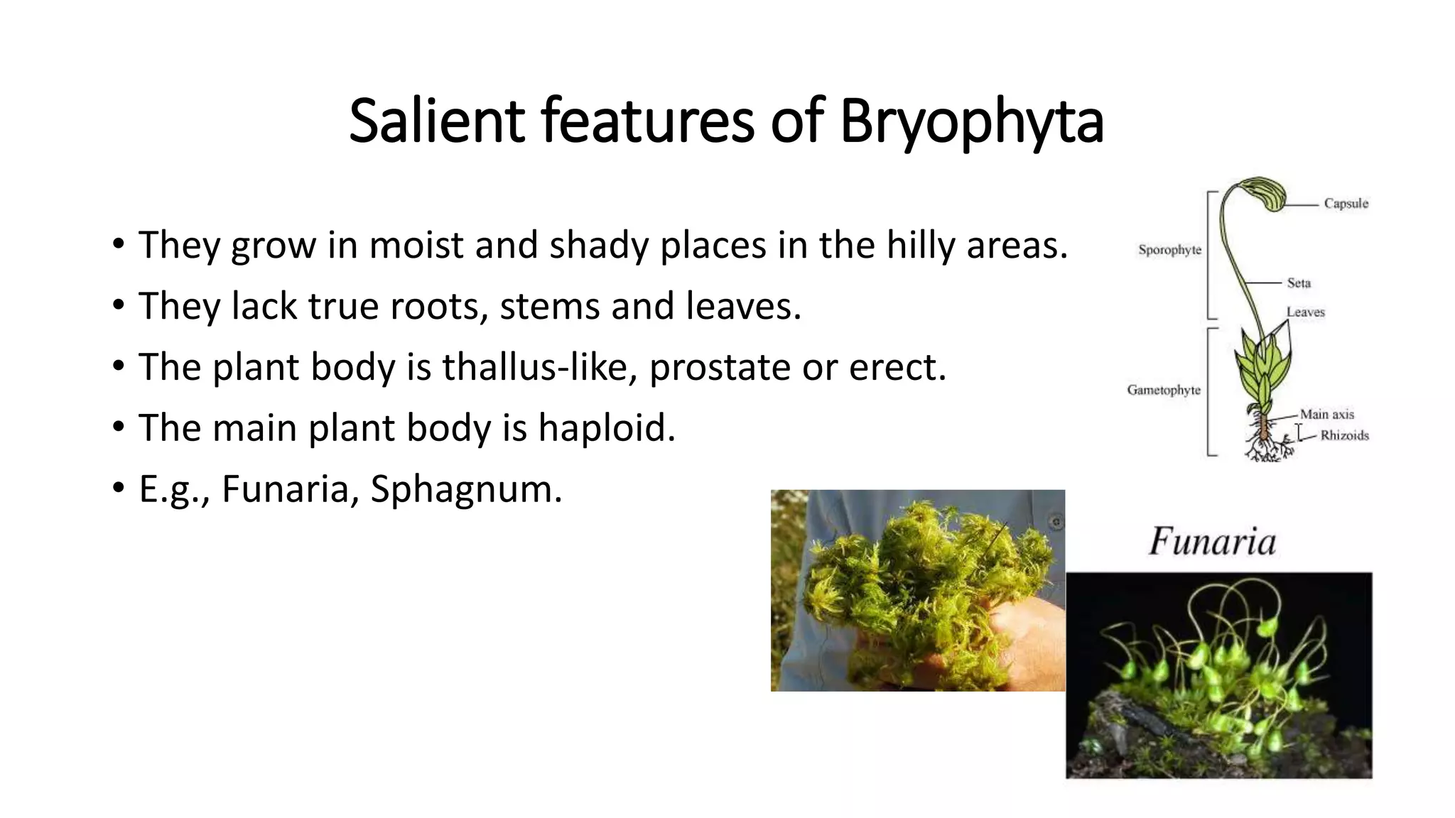 study of silent feature of kingdom plantae | PPTX