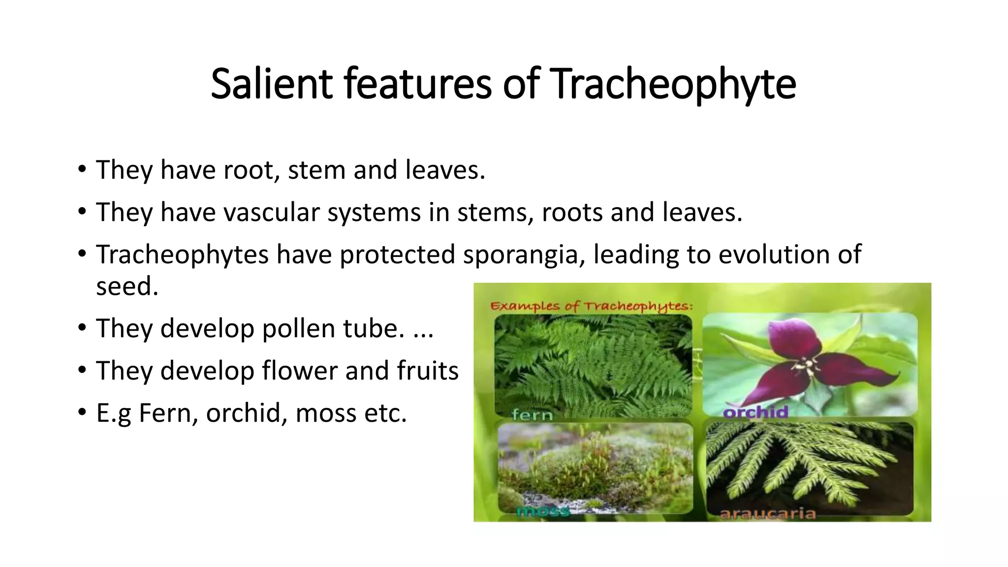 study of silent feature of kingdom plantae | PPTX