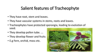 study of silent feature of kingdom plantae | PPTX | Gardening | Home ...