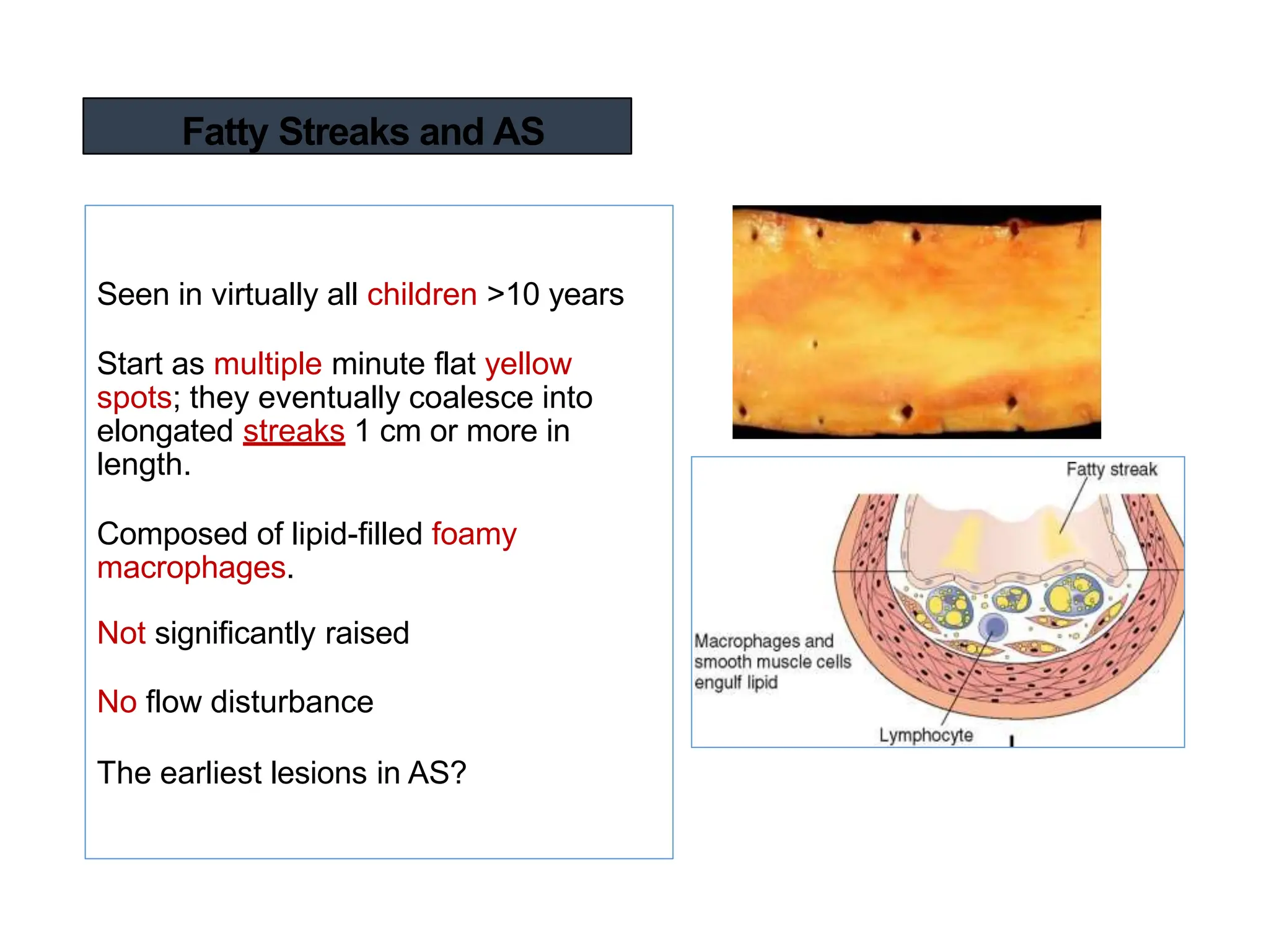 Practical 2 pathology bds 2nd yearCVS.pptx