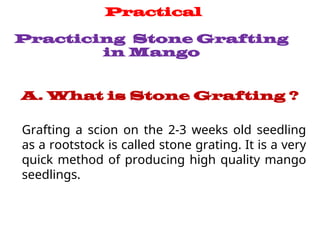 Practical Class for L2S1_2_ Stone grafting.ppt