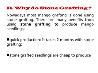 Practical Class for L2S1_2_ Stone grafting.ppt