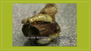 PRACTICAL 3- SYMBIOSIS & CAMOUFLAGE (1).pptx