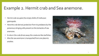 PRACTICAL 3- SYMBIOSIS & CAMOUFLAGE (1).pptx