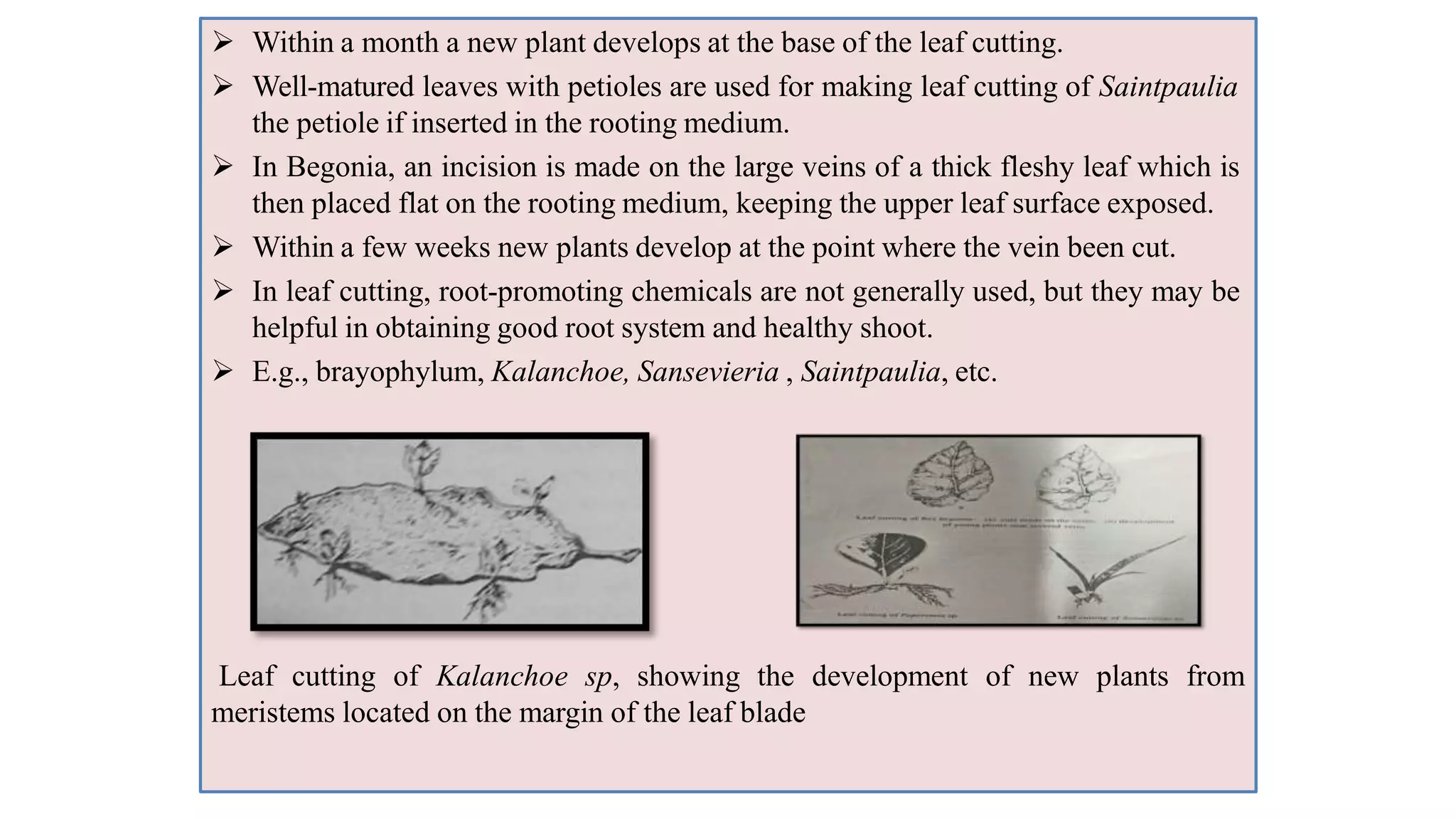 Cutting propagation | PPTX