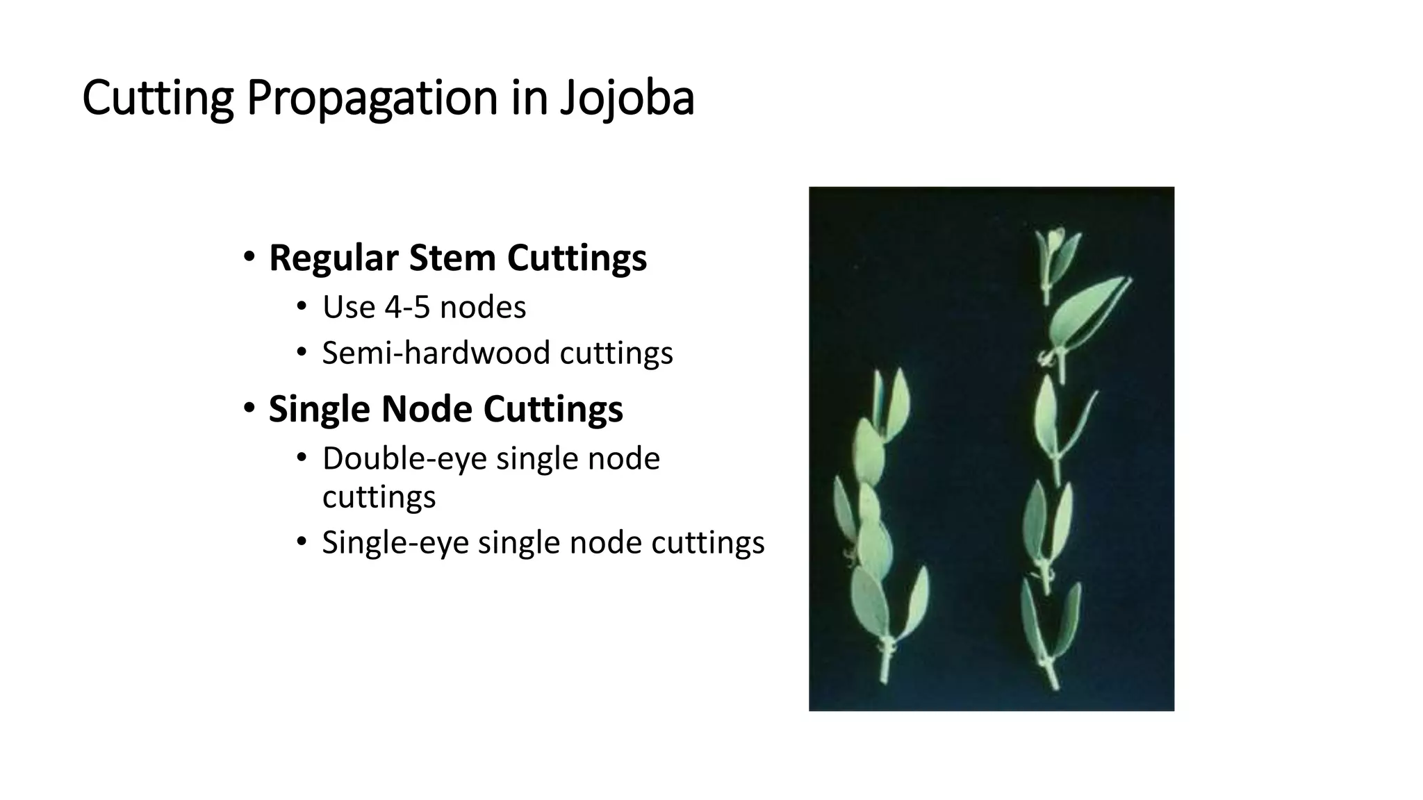 Cutting propagation | PPTX