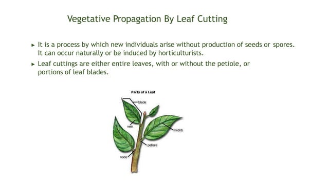 Cutting propagation | PPTX