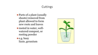 Cutting propagation | PPTX