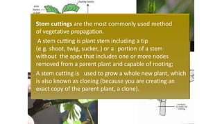 Root Cutting Propagation