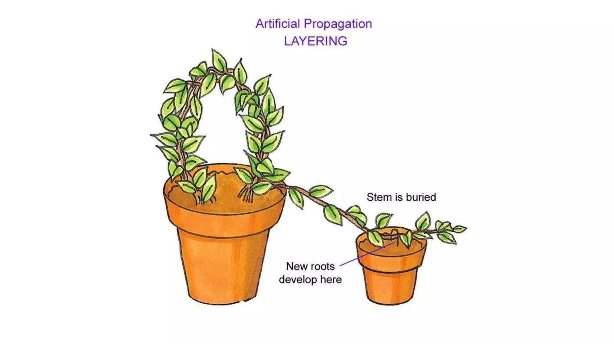 Layering propagation | PPTX