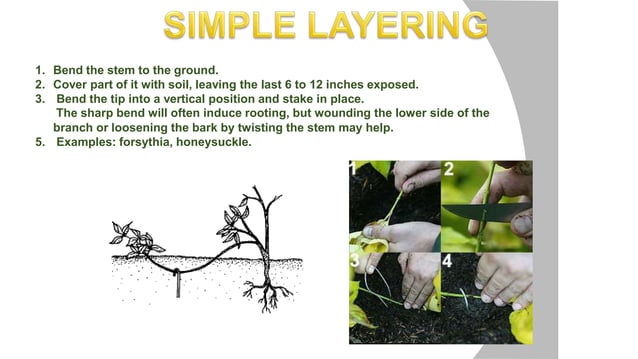 Layering propagation | PPTX