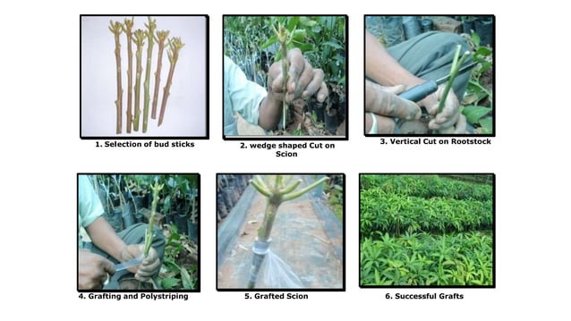 Grafting & budding | PPTX