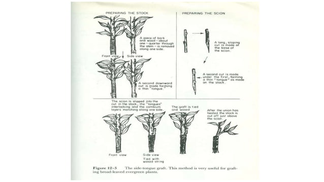 Grafting & budding | PPTX