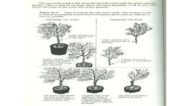Grafting & budding | PPTX