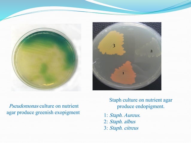 Practical 40 biochemical test microbiology.pdf