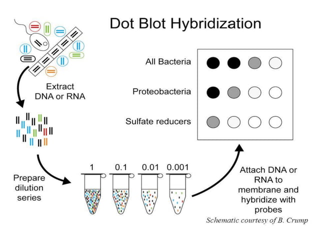 Practical 40 biochemical test microbiology.pdf