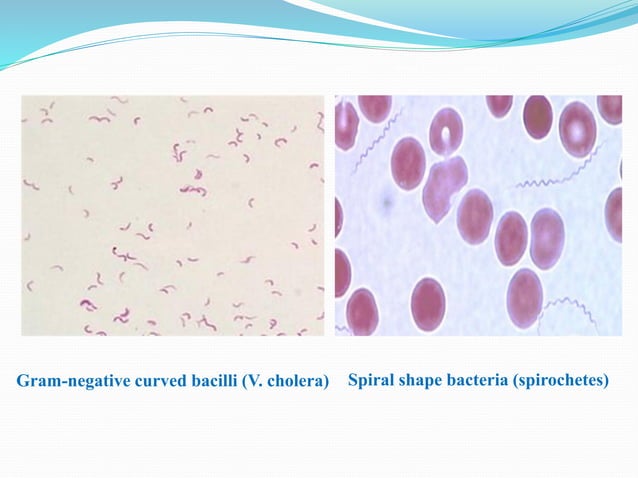 Practical 40 biochemical test microbiology.pdf