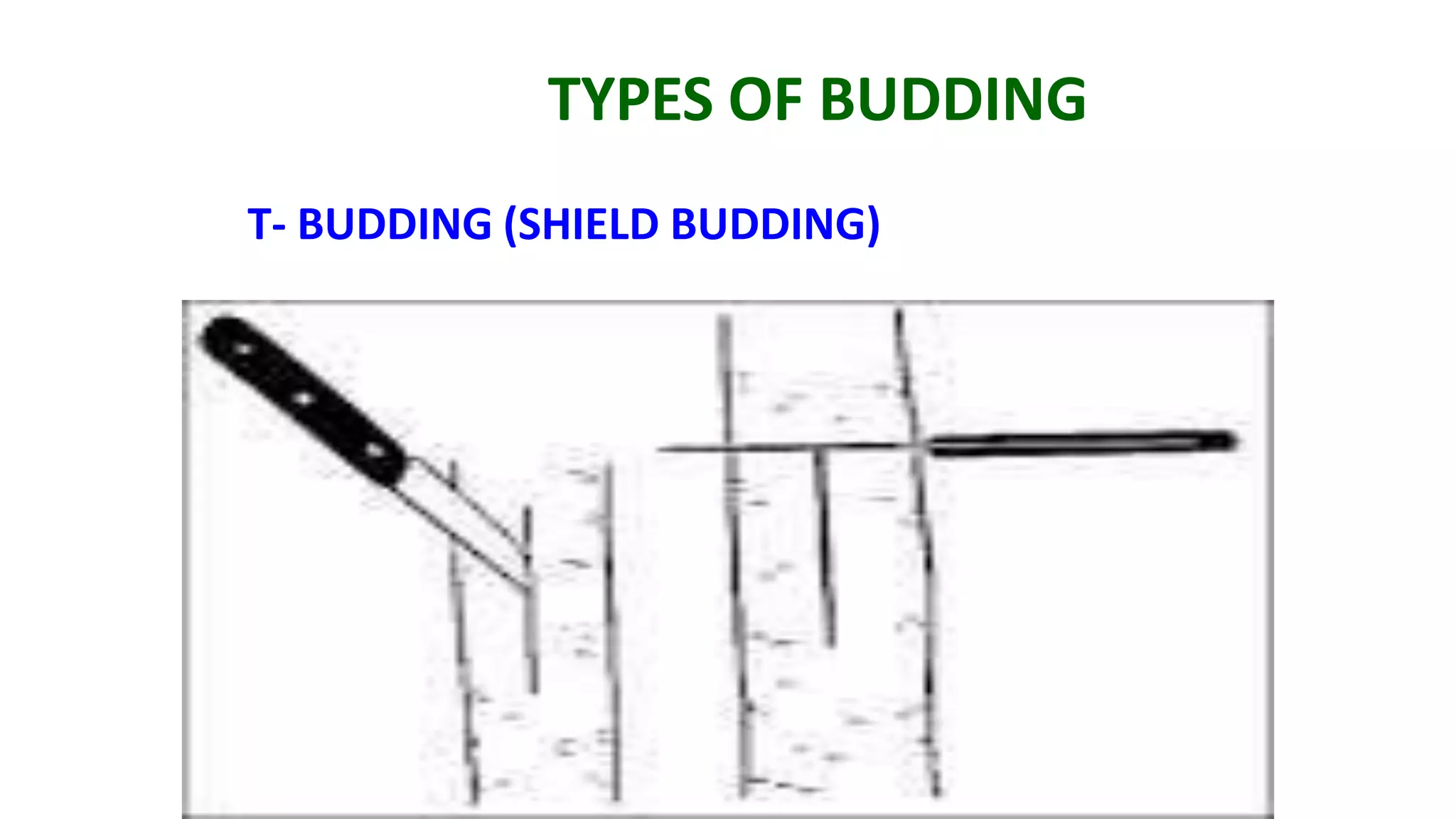 rootstock in fruit crops | PPTX
