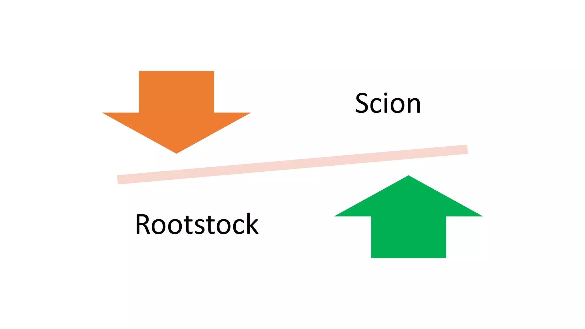rootstock in fruit crops | PPTX