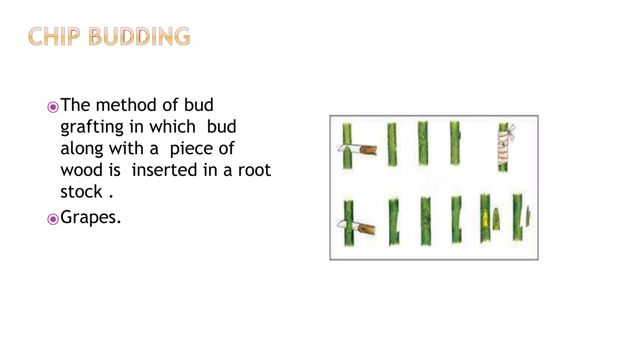 rootstock in fruit crops | PPTX
