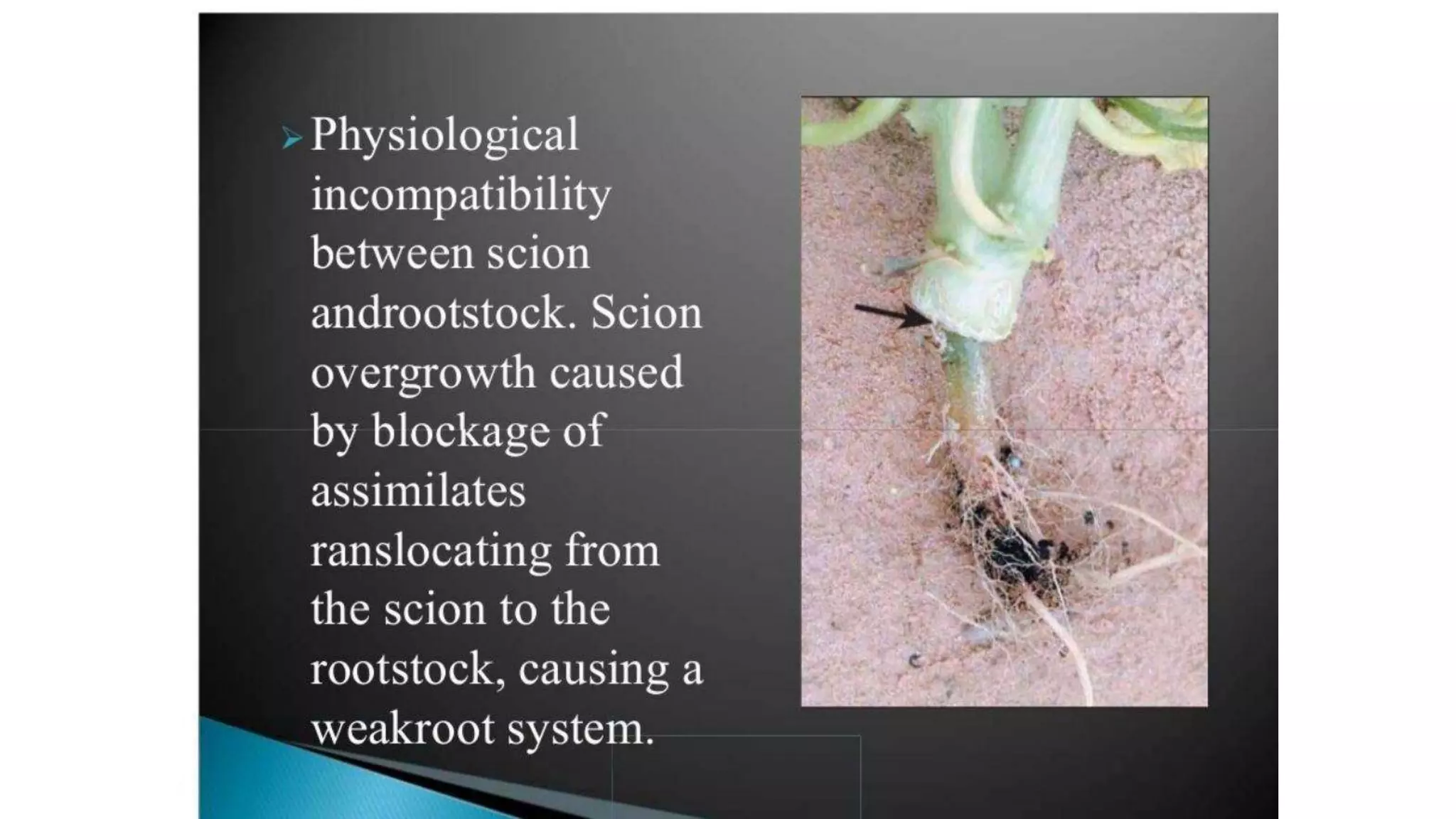 rootstock in fruit crops | PPTX
