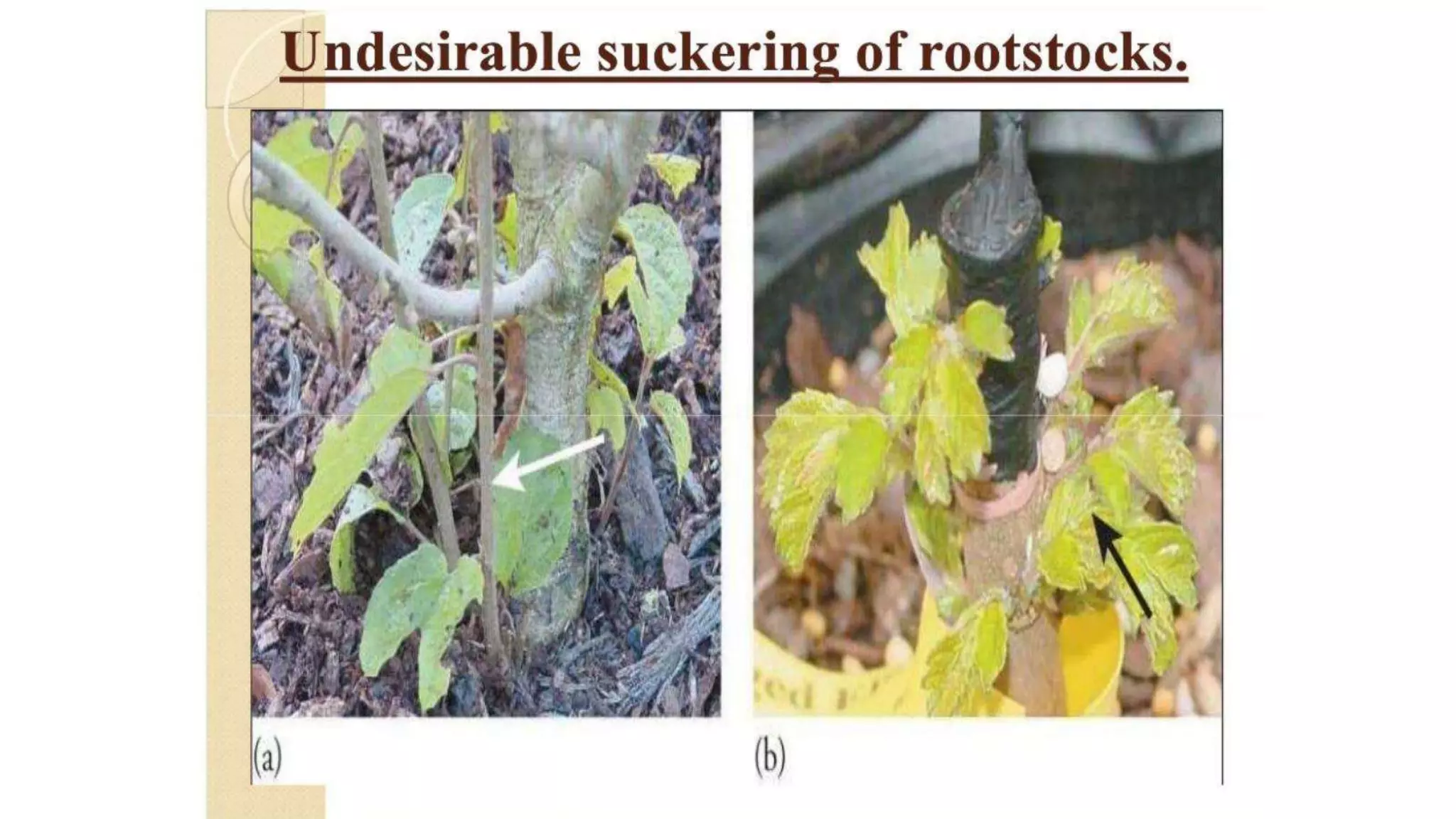 rootstock in fruit crops | PPTX