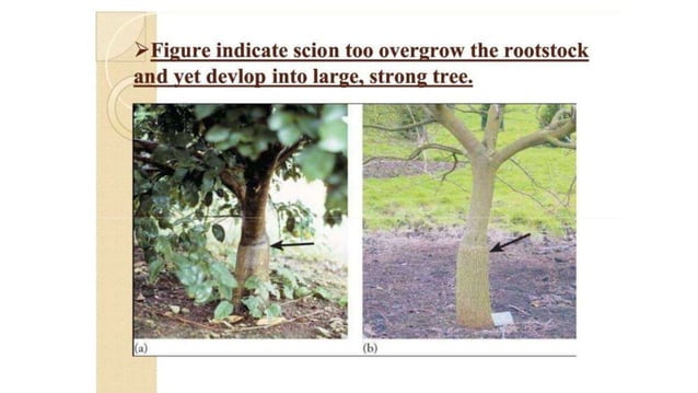 rootstock in fruit crops | PPTX | Agriculture | Industries