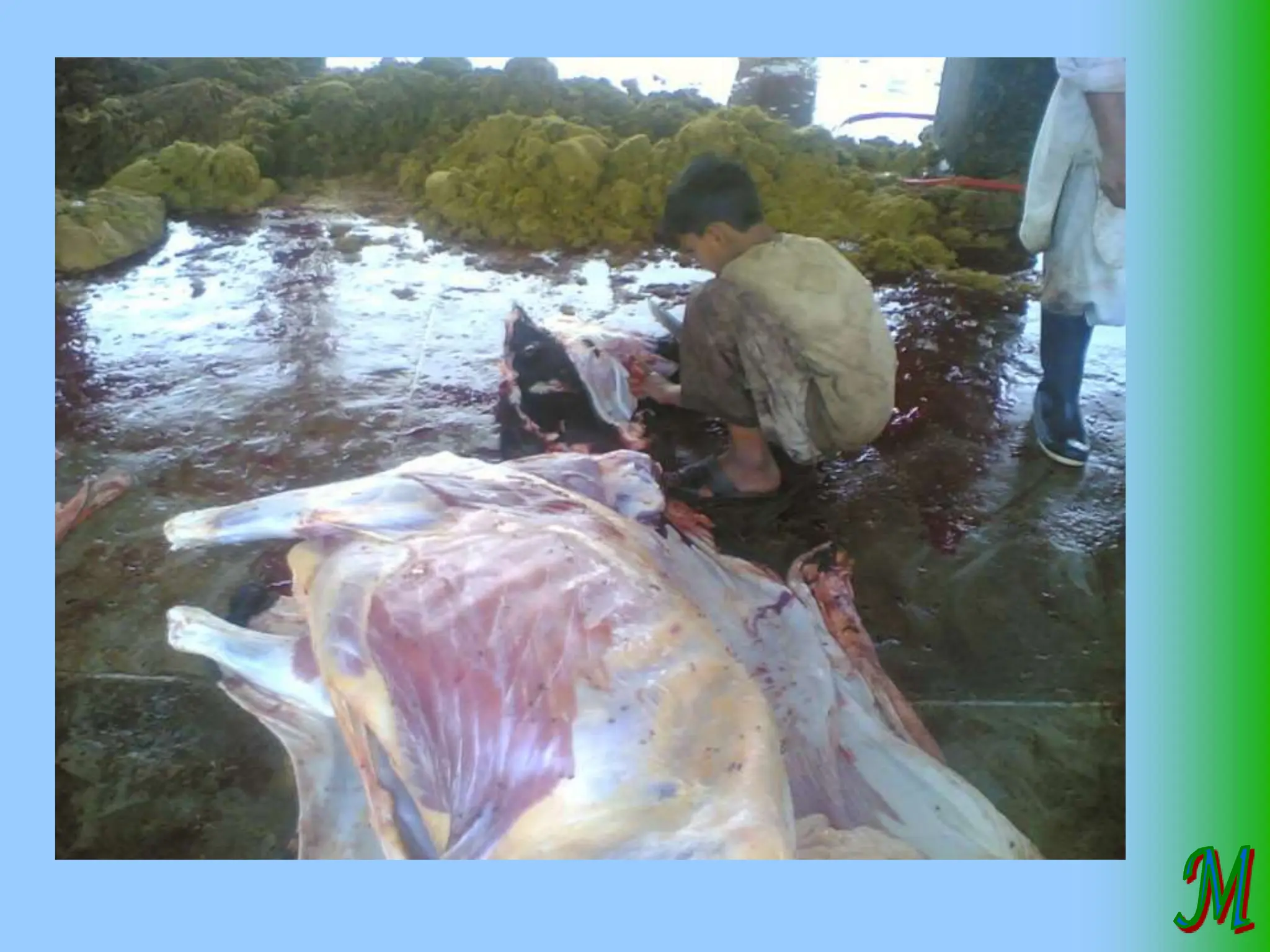Practical no 5 Animals Slaughtering.pptx