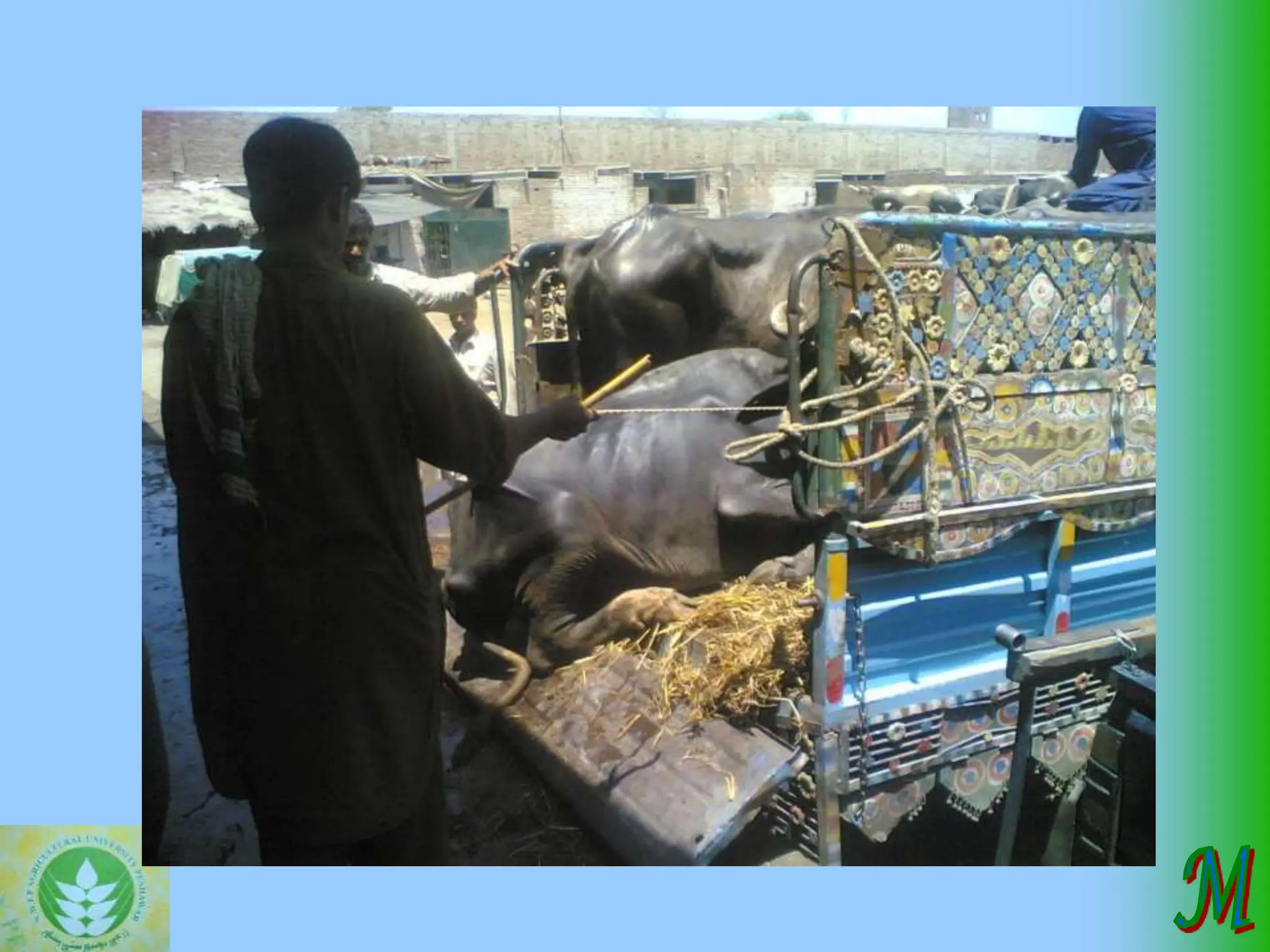 Practical no 5 Animals Slaughtering.pptx