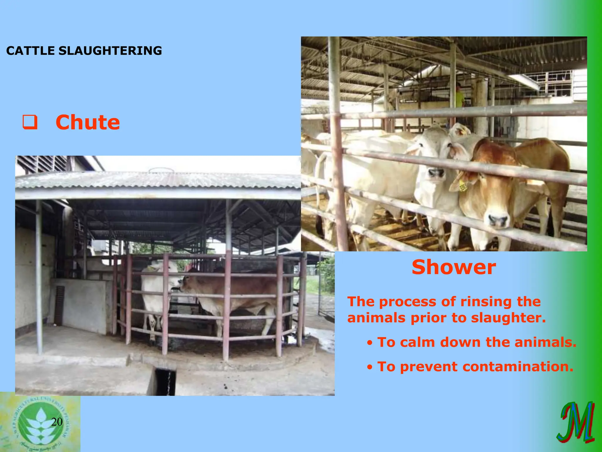 Practical no 5 Animals Slaughtering.pptx