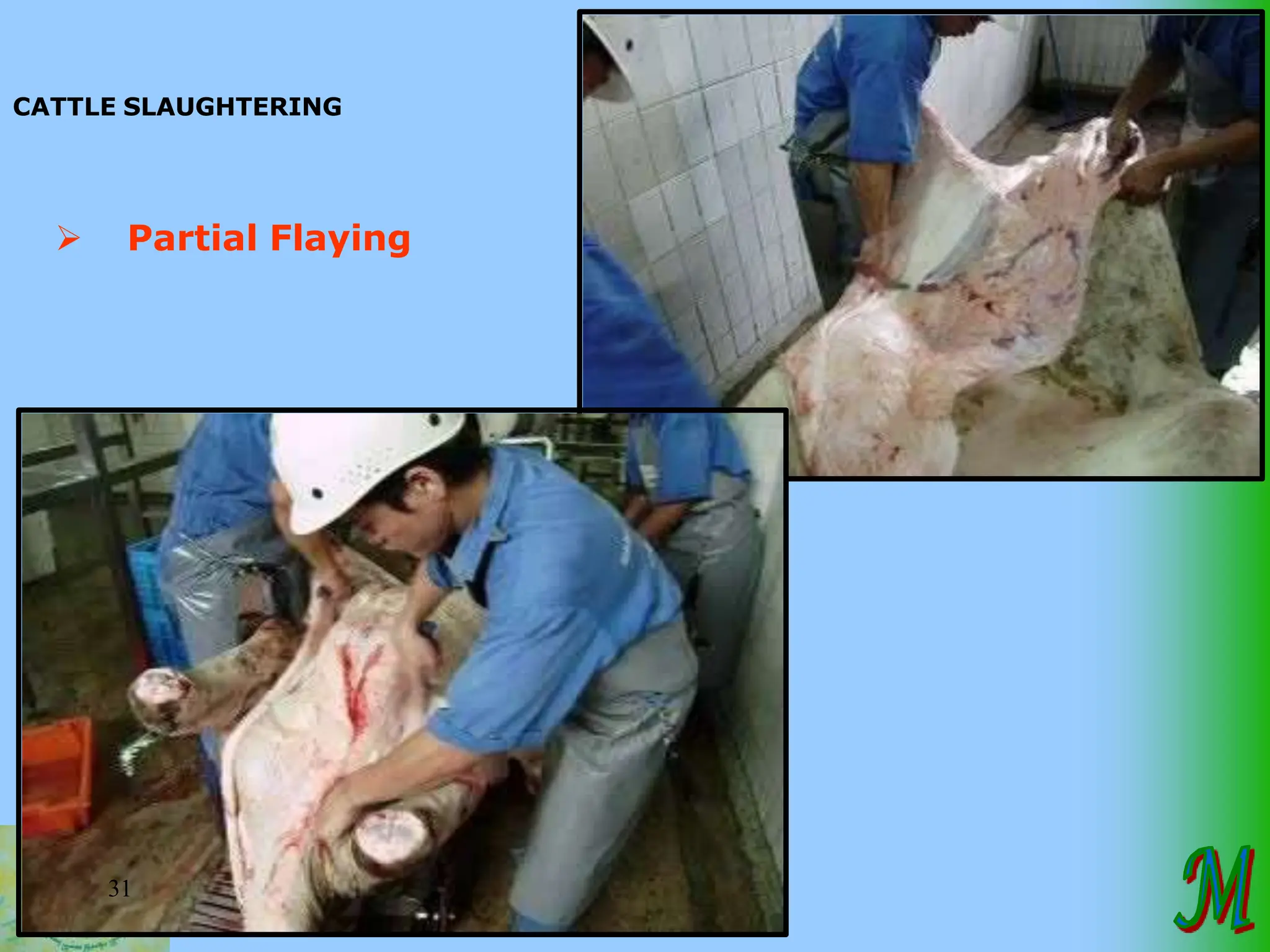 Practical no 5 Animals Slaughtering.pptx