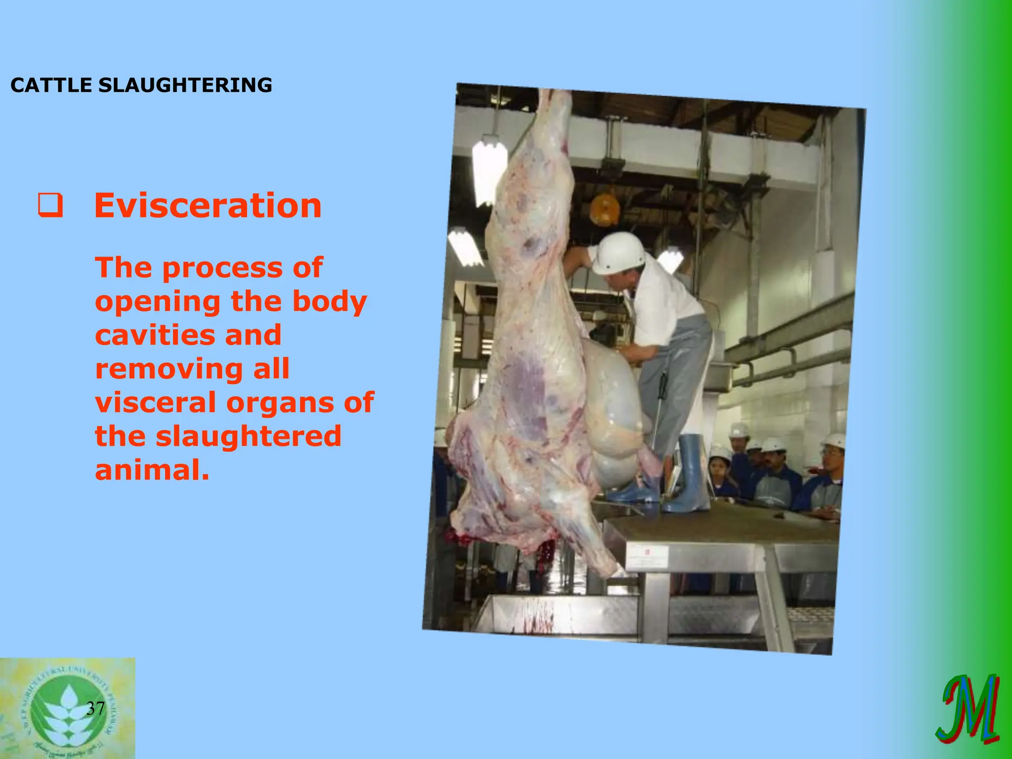 Practical no 5 Animals Slaughtering.pptx