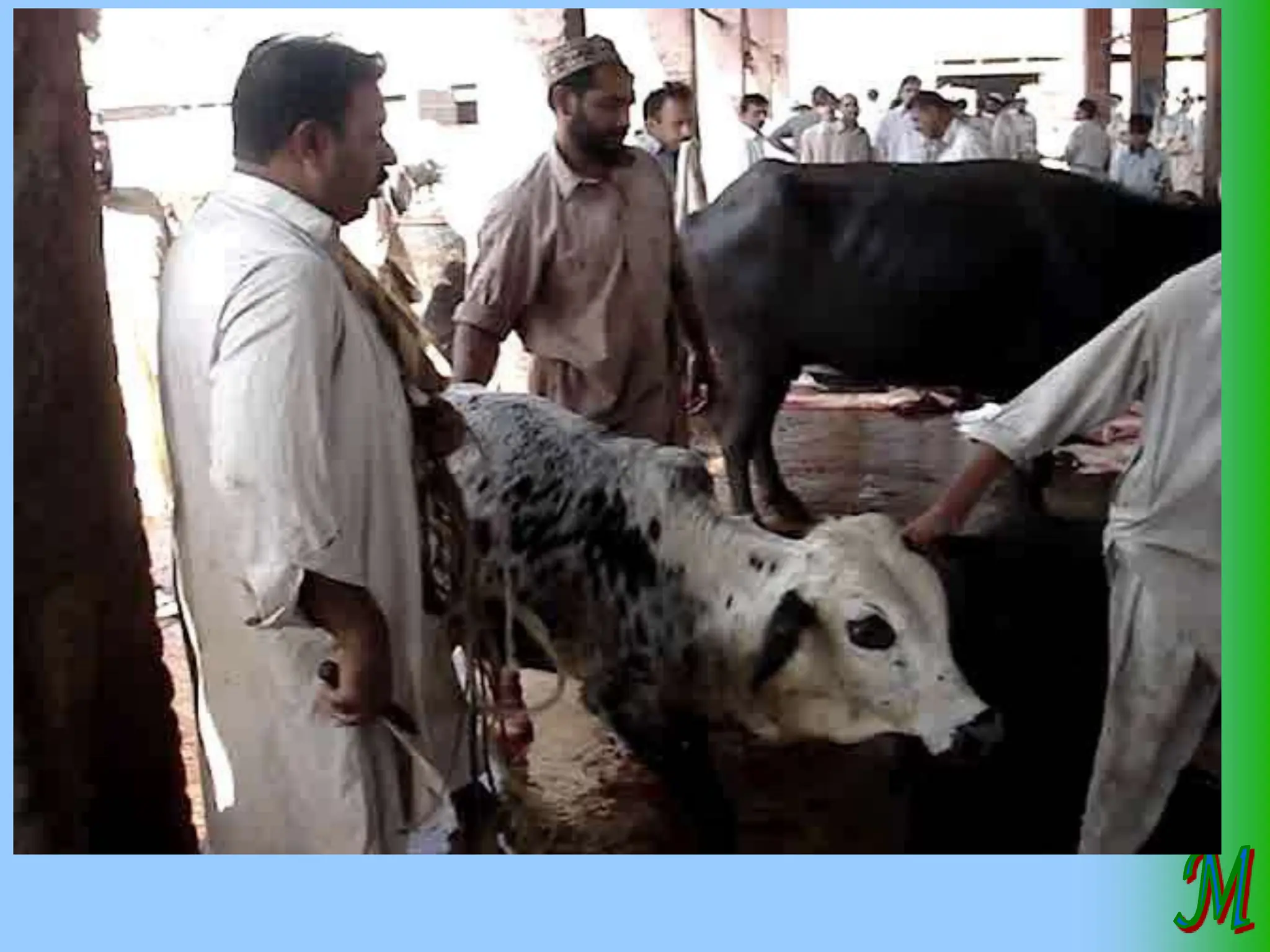 Practical no 5 Animals Slaughtering.pptx