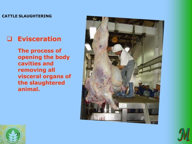 Practical no 5 Animals Slaughtering.pptx