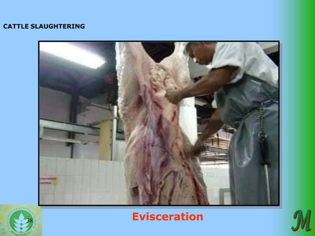Practical no 5 Animals Slaughtering.pptx