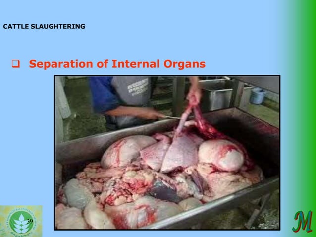 Practical no 5 Animals Slaughtering.pptx