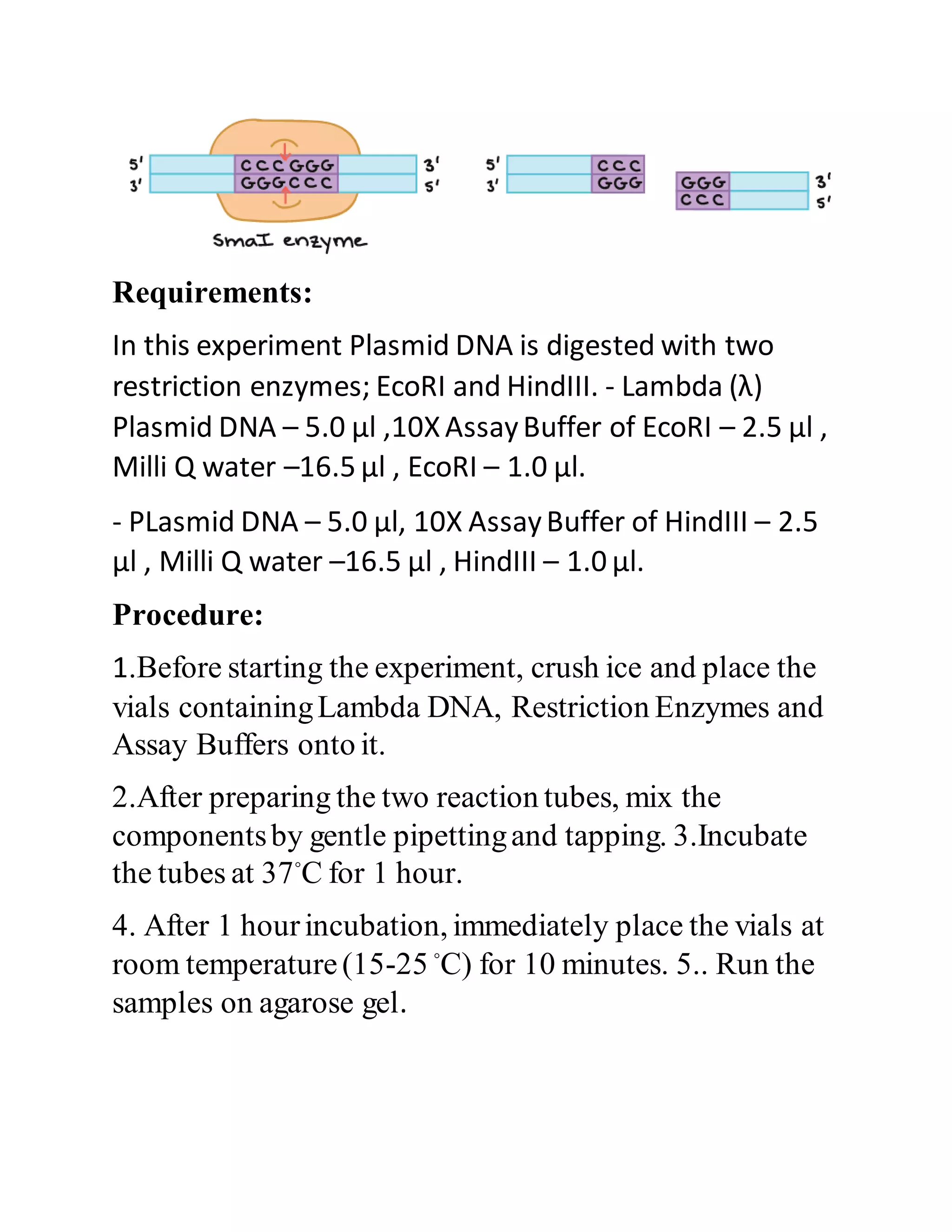 Restriction of bacterial plasmid by Restriction Enzymes Practical | DOCX