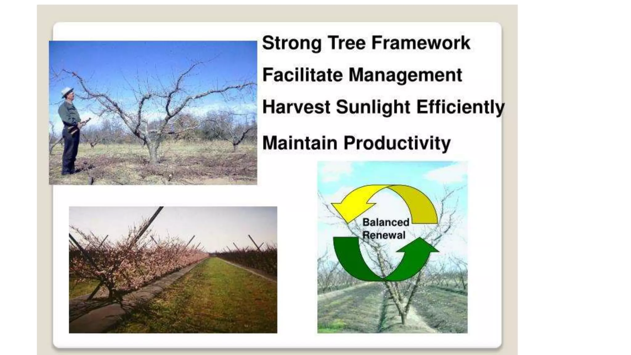 training and pruning in fruit crops | PPTX