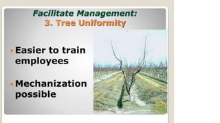 training and pruning in fruit crops | PPTX