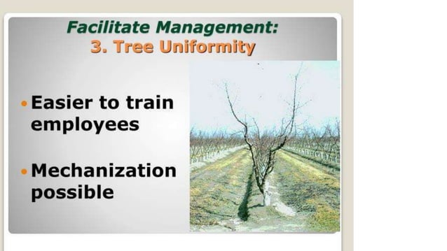 training and pruning in fruit crops | PPTX | Agriculture | Industries