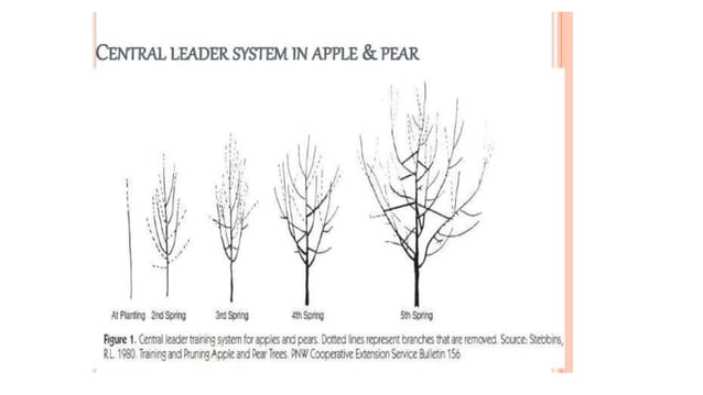 training and pruning in fruit crops | PPTX | Agriculture | Industries