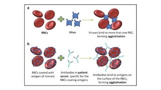 Practical Agglutination ABO blood group system | PPTX