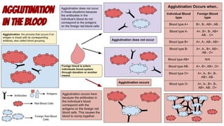 Practical Agglutination ABO blood group system | PPTX