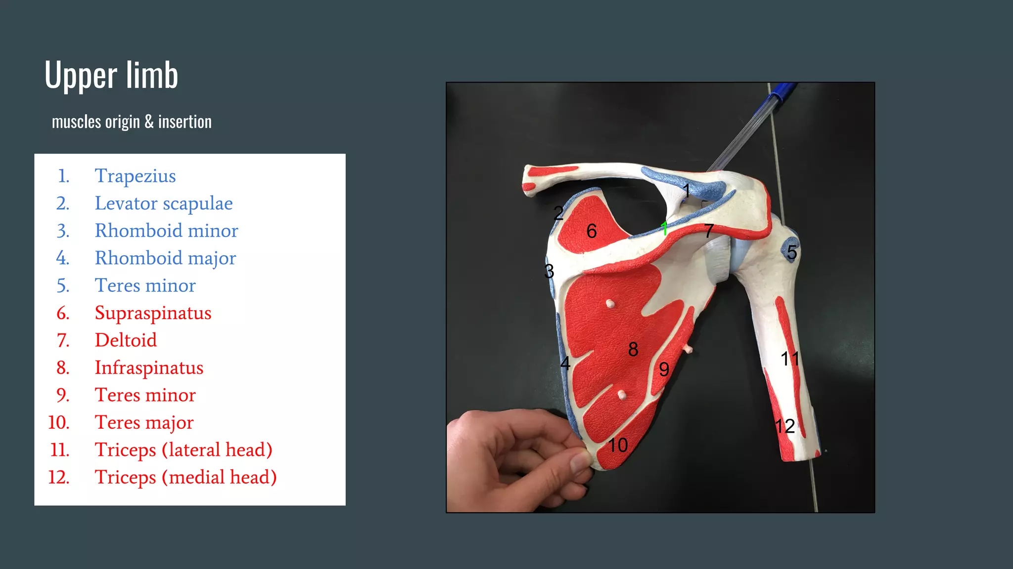 Practical anatomy _ anatomy models labeled for medical students | PDF