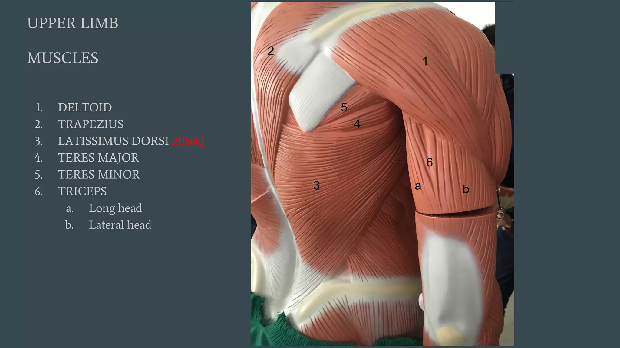 Practical anatomy _ anatomy models labeled for medical students | PDF