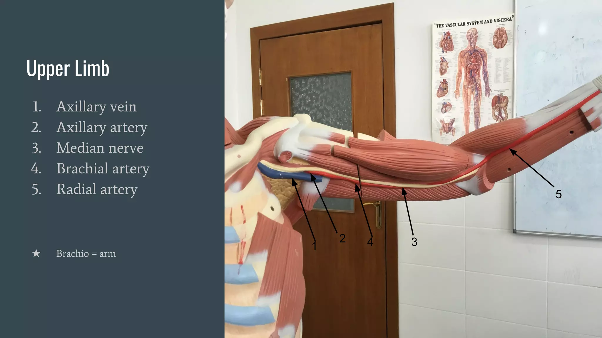 Practical anatomy _ anatomy models labeled for medical students | PDF