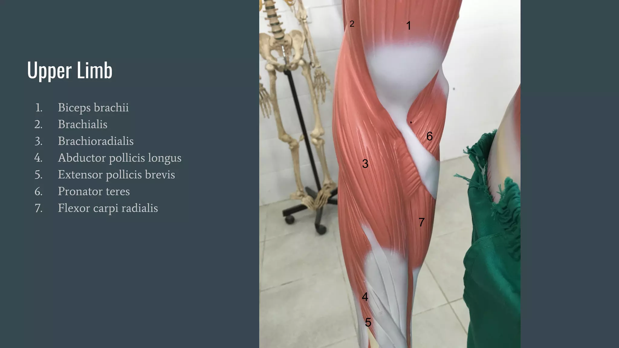 Practical anatomy _ anatomy models labeled for medical students | PDF